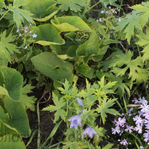 Купить Брунера сибирская Brunnera sibirica - в питомнике Флорини