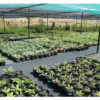 Купить Хоста Роял Стандарт Hosta Royal Standard - в питомнике Флорини