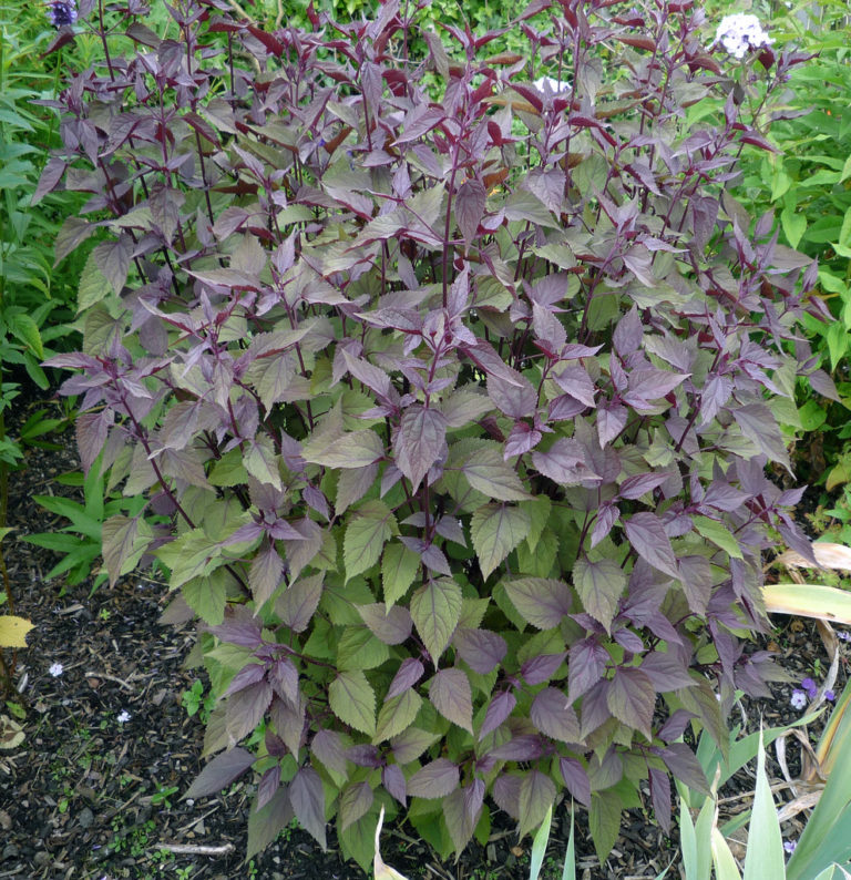 Купить Посконник морщинистый ШоколадEupatorium rugosa Chocolate - в ...