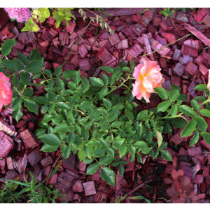 Купить Роза флорибунда Раффлс Дрим Rosa floribunda Ruffles Dream - в ...