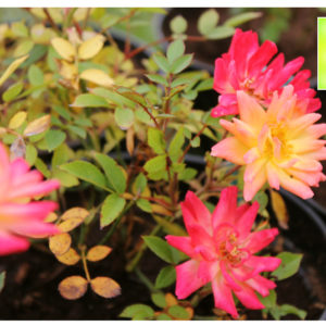 Купить Роза бордюрная Триколор Rose Tricolor - в питомнике Флорини