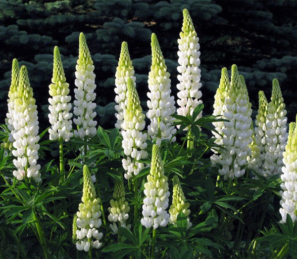 Купить Люпин Нобл Майден Lupinus Noble Maiden - в питомнике ...