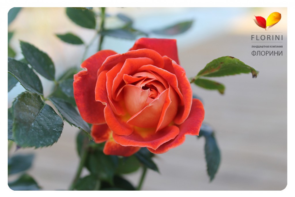 Купить Роза флорибунда Раффлс Шоколад Rose floribunda Chocolate Ruffles ...