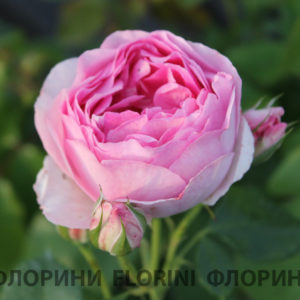 Купить Роза флорибунда Везалиус Rose floribunda Vesalius - в питомнике ...