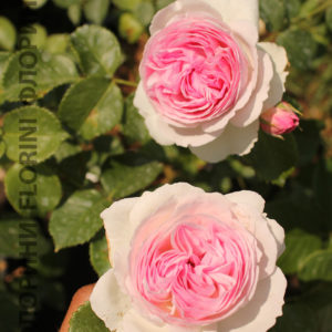 Купить Роза флорибунда Везалиус Rose floribunda Vesalius - в питомнике ...